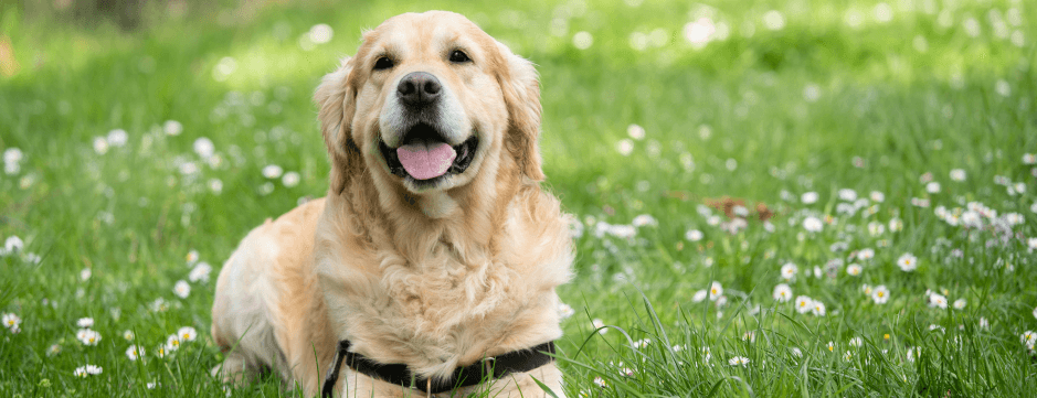 Our Program | Pets For Vets