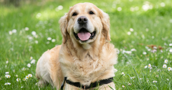 Apply | Pets For Vets